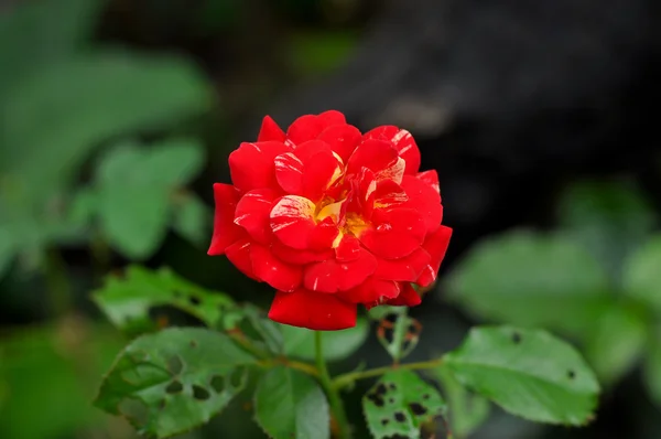 Chinese red rose images libres de droit, photos de Chinese red rose ...