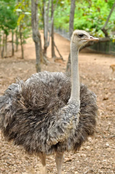 Indian kama Stock Photos, Royalty Free Indian kama Images | Depositphotos