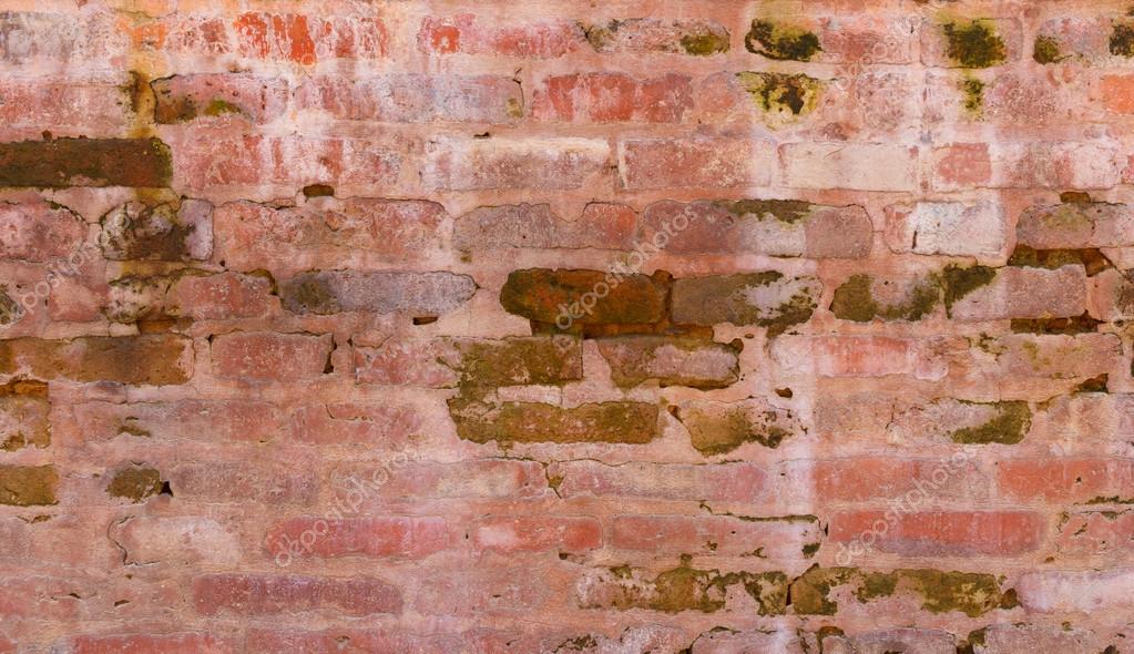 Brick wall with green algae — Stock Photo © eggheadphoto #63203765