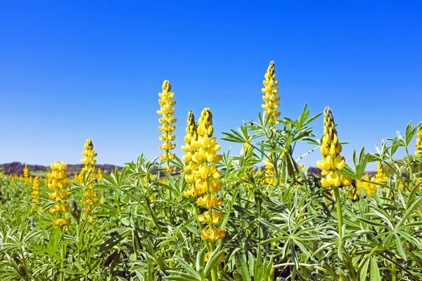 Lupin fields Stock Photos, Royalty Free Lupin fields Images | Depositphotos