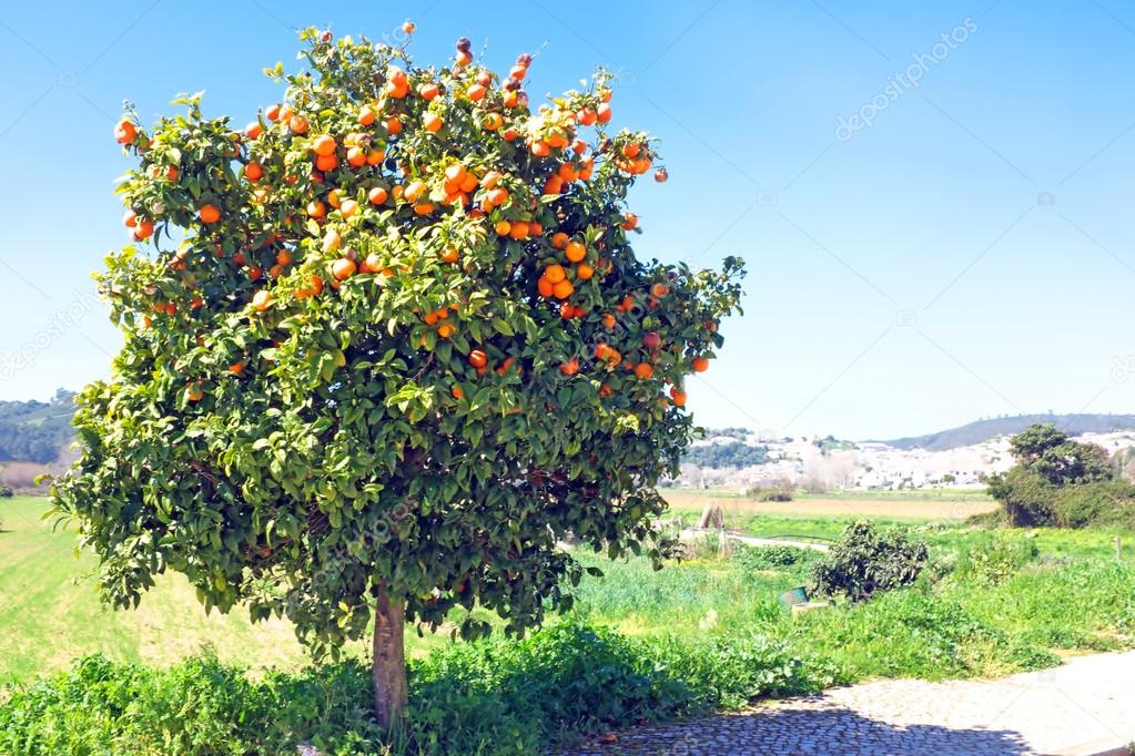 Árbol lleno de naranjas: fotografía de stock © nilaya #70416953 ...