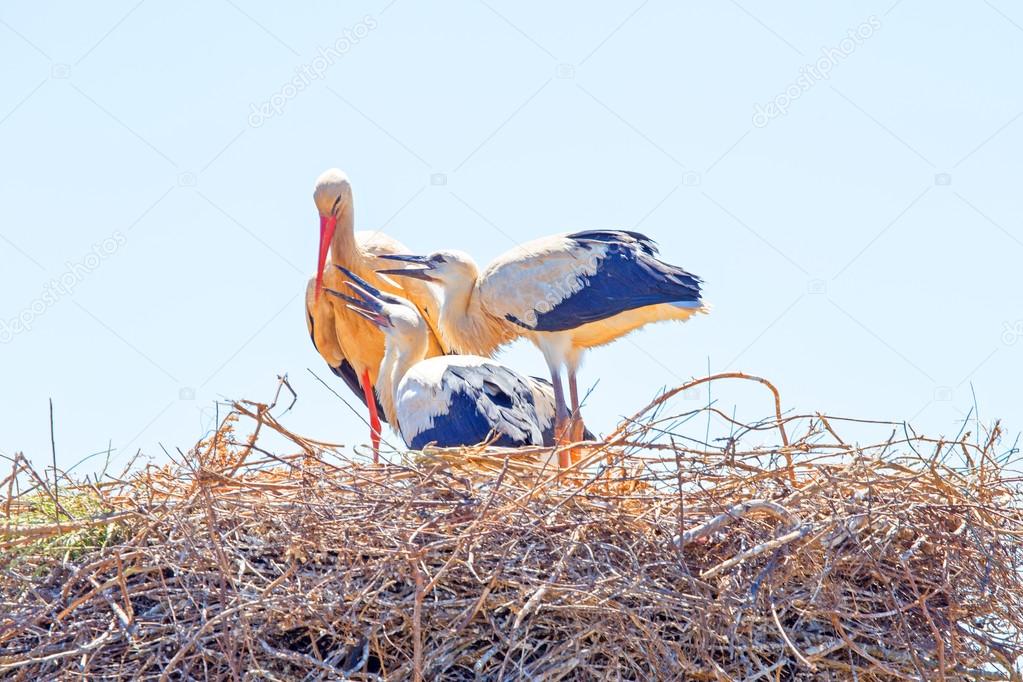 White stork with young baby storks on the nest - Ciconia ciconia Stock ...