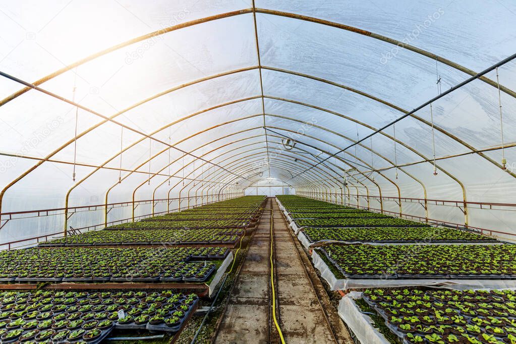 Concepto de la industria hort cola con millones de pl ntulas en macetas. Invernadero para ...