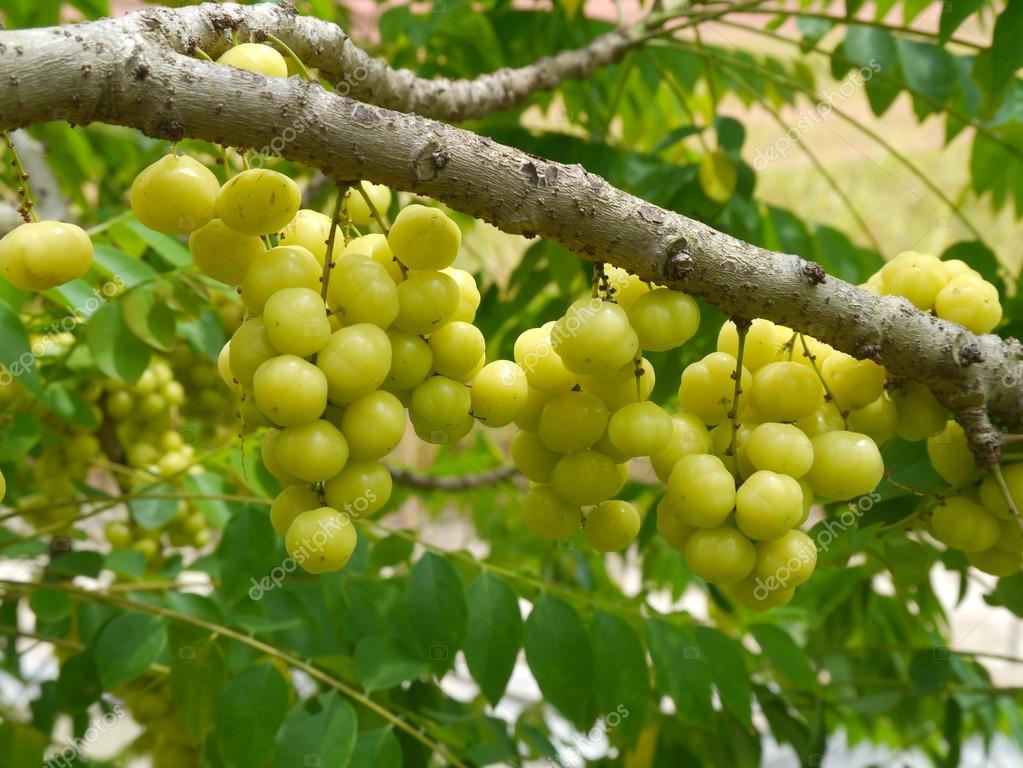Grosella estrella en árbol — Fotos de Stock © nattapol #52666715