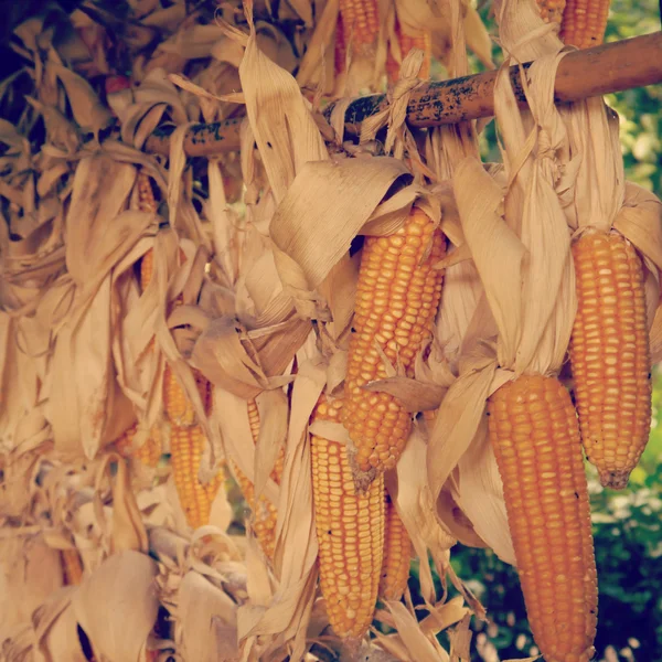 Corn tree Stock Photos, Royalty Free Corn tree Images | Depositphotos