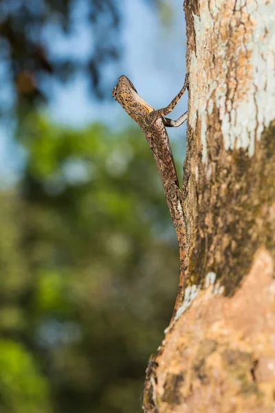 Rail lizard Stock Photos, Royalty Free Rail lizard Images | Depositphotos