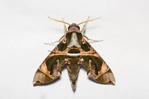 Mottenkoenig Stock Photos, Royalty Free Mottenkoenig Images | Depositphotos