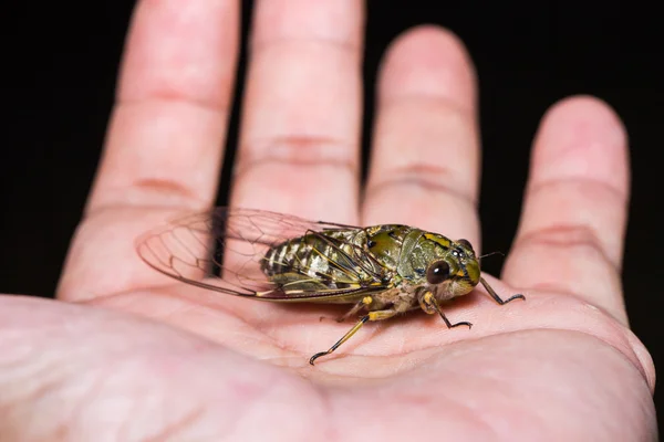 Cicada hand Stock Photos, Royalty Free Cicada hand Images | Depositphotos