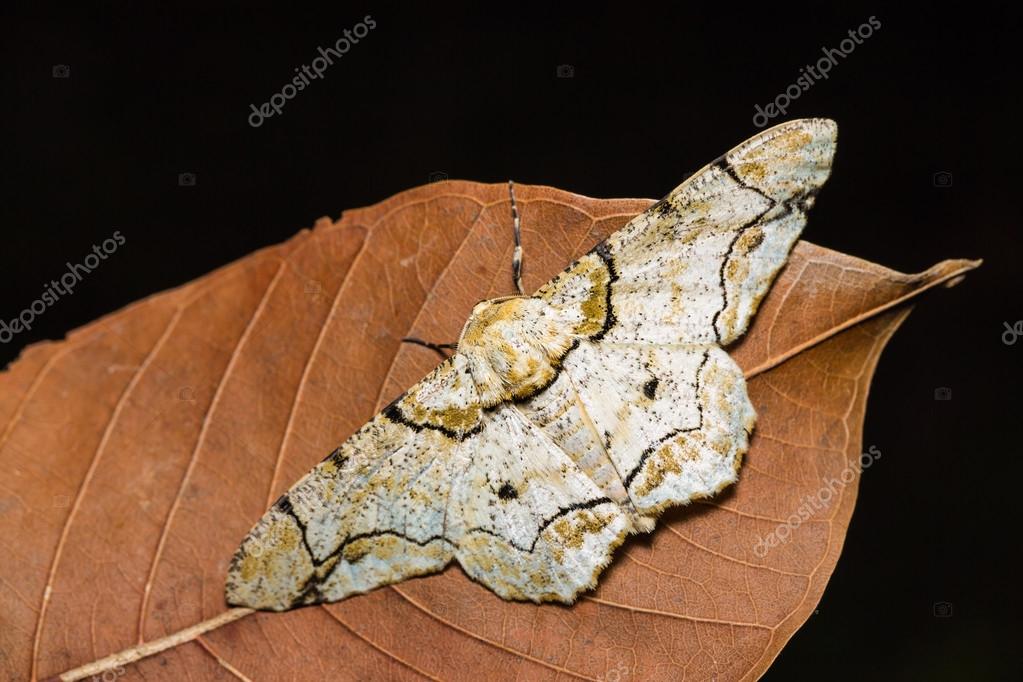 Biston inouei moth ⬇ Stock Photo, Image by © teptong #95917114