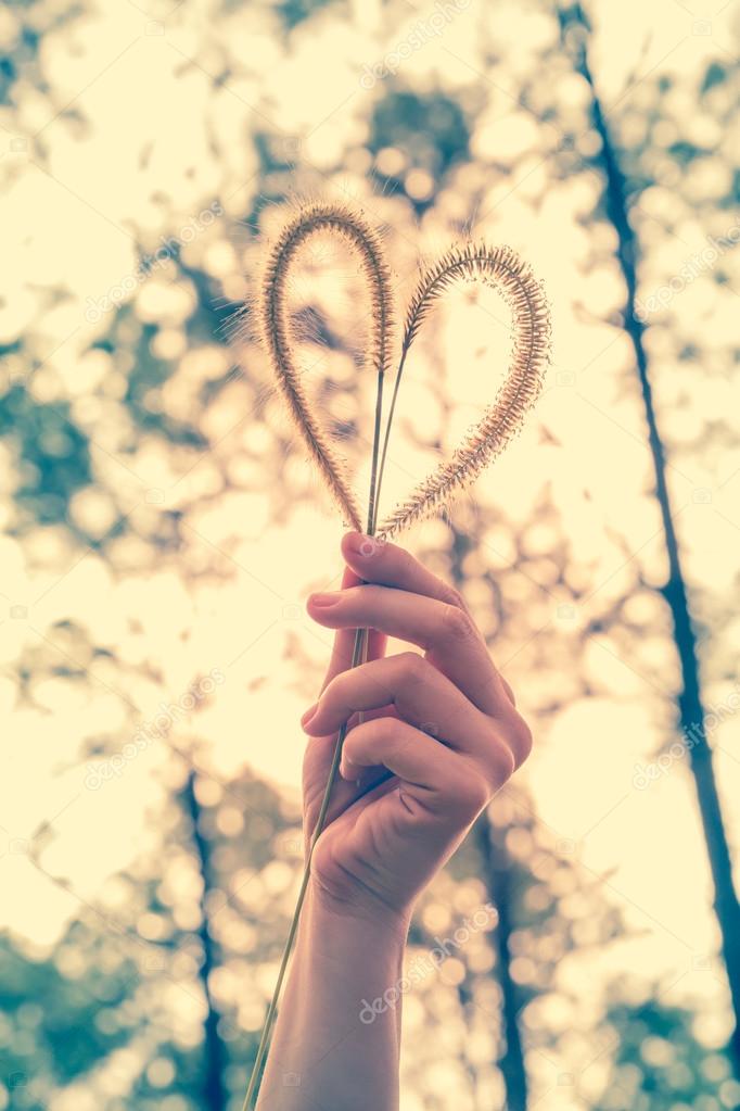 Human hand holding heart-shape grass flower. Love concept for Valentine ...