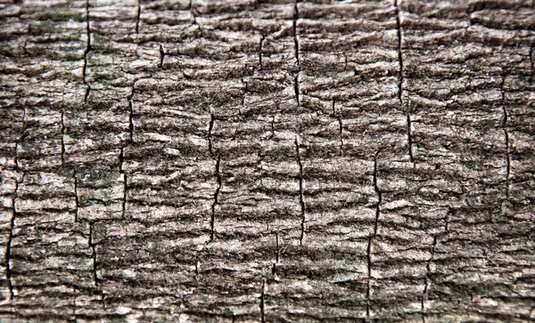 Tree bark texture tiles Stock Photos, Royalty Free Tree bark texture ...