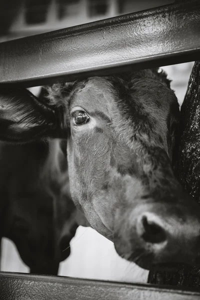 Ox face Stock Photos, Royalty Free Ox face Images | Depositphotos®