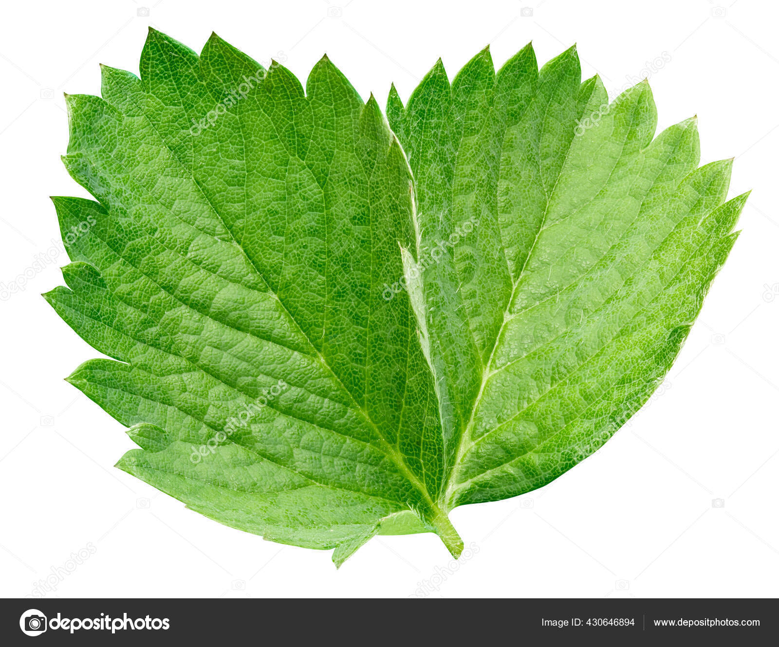 Strawberry Leaf Isolated White Background Leaf Strawberry Clipping Path ...