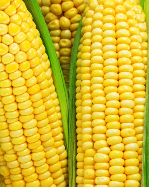 Corn — Stock Photo © Maks_Narodenko #75084947