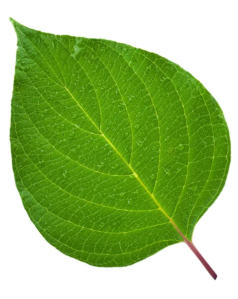 Leaf Stock Photo by ©Maks_Narodenko 19049237