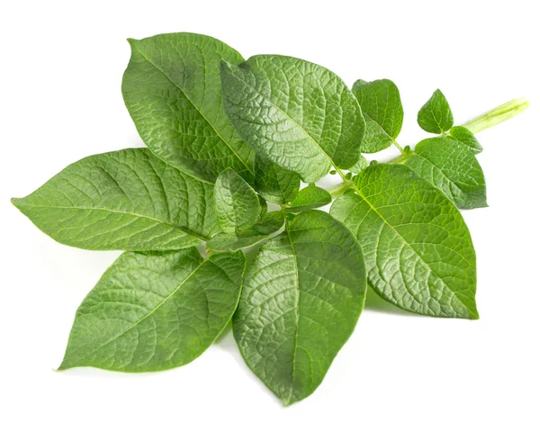 Daun tanaman kentang Stok Foto, Daun tanaman kentang Gambar Bebas ...