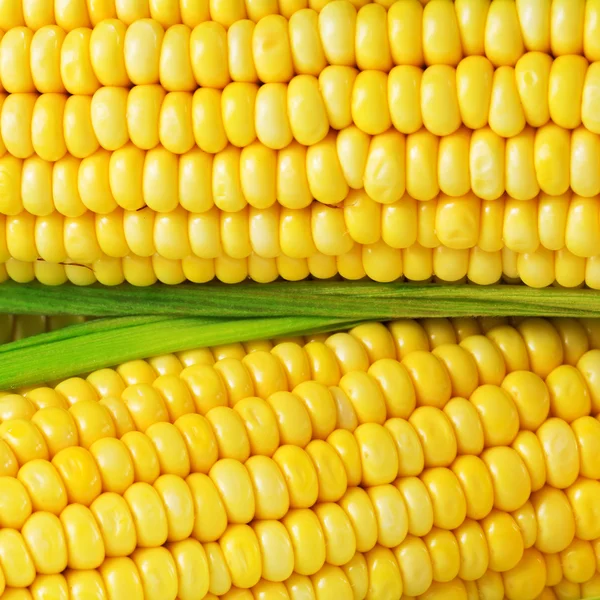Corn — Stock Photo © Maks_Narodenko #75084947