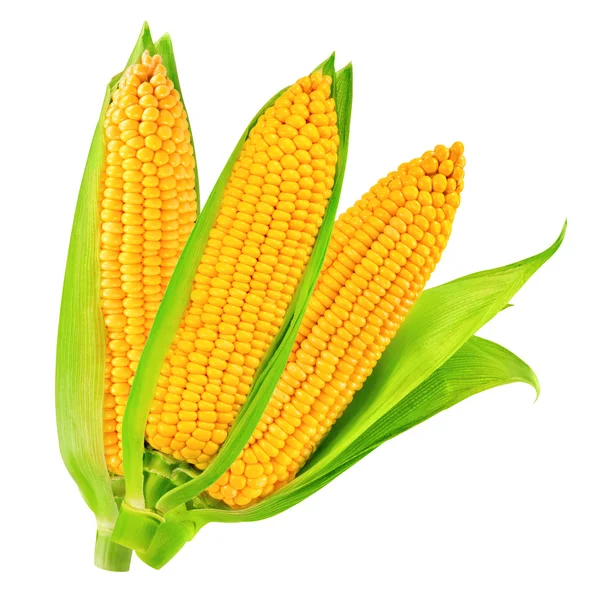 Corn Stock Photo by ©Maks_Narodenko 55162607