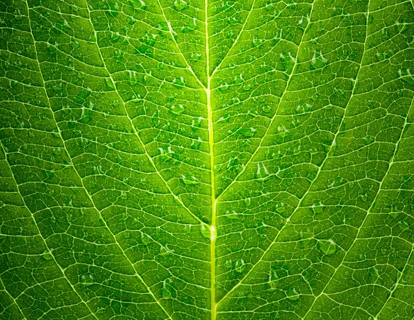 Folha simples Fotos de Stock, Folha simples Imagens sem royalties ...