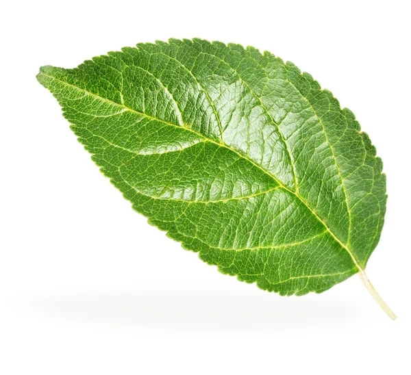 Apple leaf Stock Photos, Royalty Free Apple leaf Images | Depositphotos