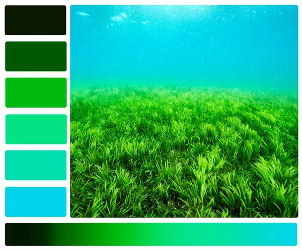 Marine life underwater with color palette swatches — Stock Photo ...