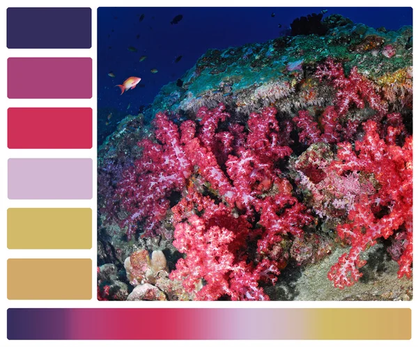 Marine life underwater with color palette swatches — Stock Photo ...