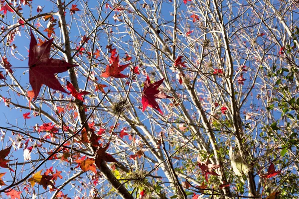 Hojas de álamo rojo Stock Photos, Royalty Free Hojas de álamo rojo ...