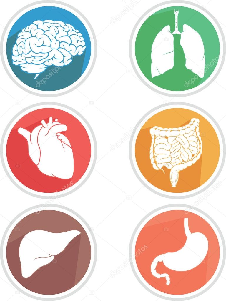Icono de órganos del cuerpo humano 2023