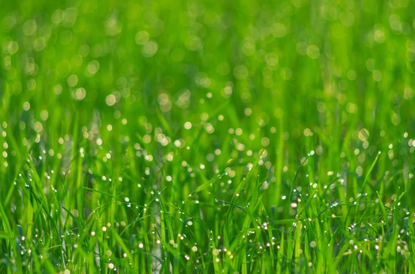 Natural green background Stock Photo by ©nirutdps 47839933