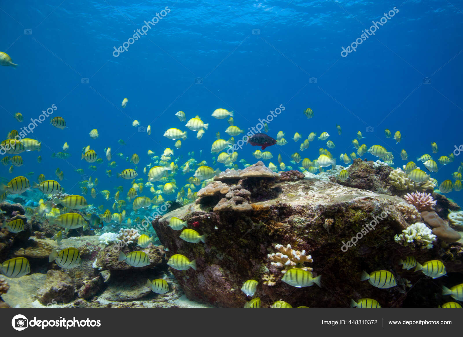 School Yellow Convict Tangs Fish Acanthurus Triostegus Seychelles Stock ...