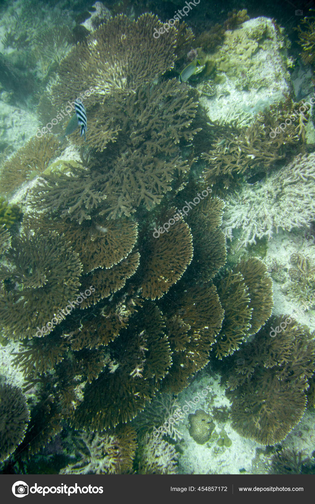 Underwater Scenes Structure Acropora Clathrata Member Table Staghorn ...