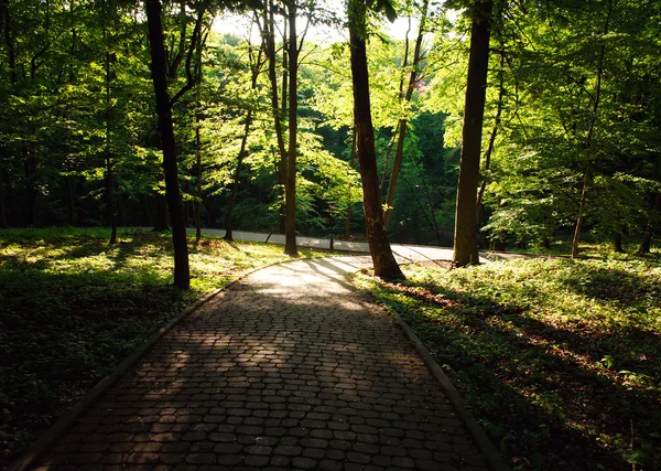 Sunny pathway Stock Photos, Royalty Free Sunny pathway Images ...