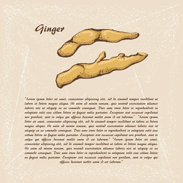 28,641,529 Ginger root Vector Images | Depositphotos