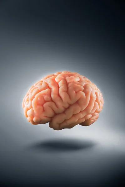 Human brain Stock Photo by ©vasabii777 12568185