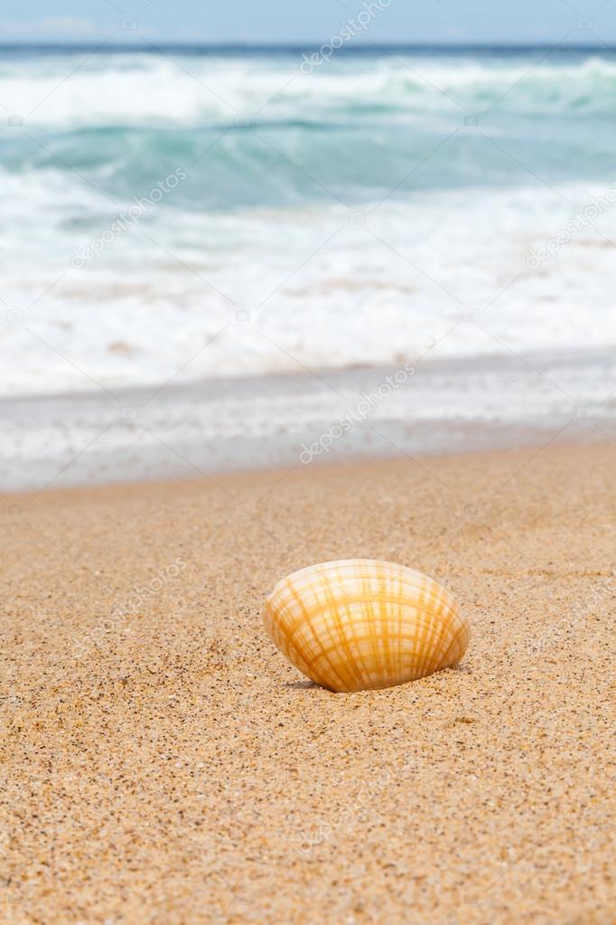 Striped White and Orange Clam Shell on Australian Beach Sand — Stock ...