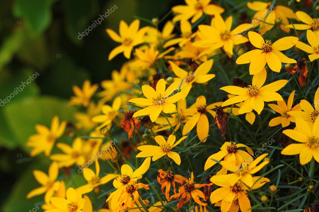 Coreopsis verticillata, garrapata vertiginosa o hilo de flores ...