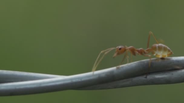 Vidéos pour Colonie de fourmis rouges, Colonie de fourmis rouges clips ...