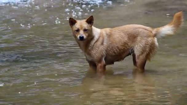 Dog in the shallow pool ⬇ Video by © TrichopCMU Stock Footage #98921070