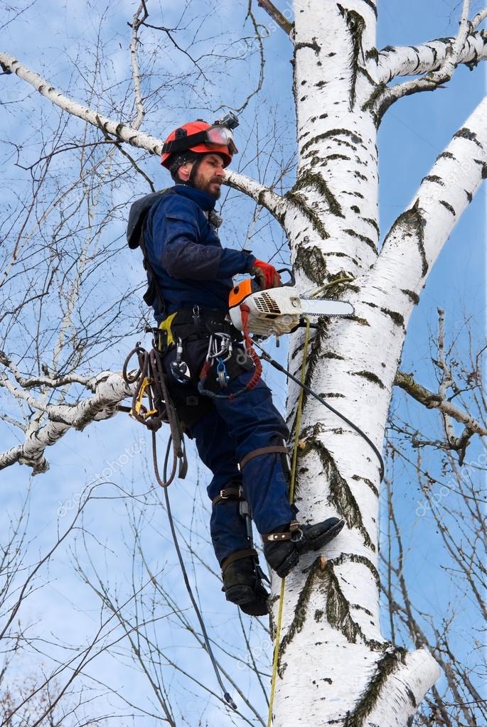 Arborist saws birch chainsaw — Stock Photo © inna_g #103035120