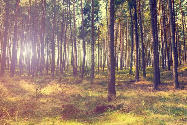 Vintage Forest Photography