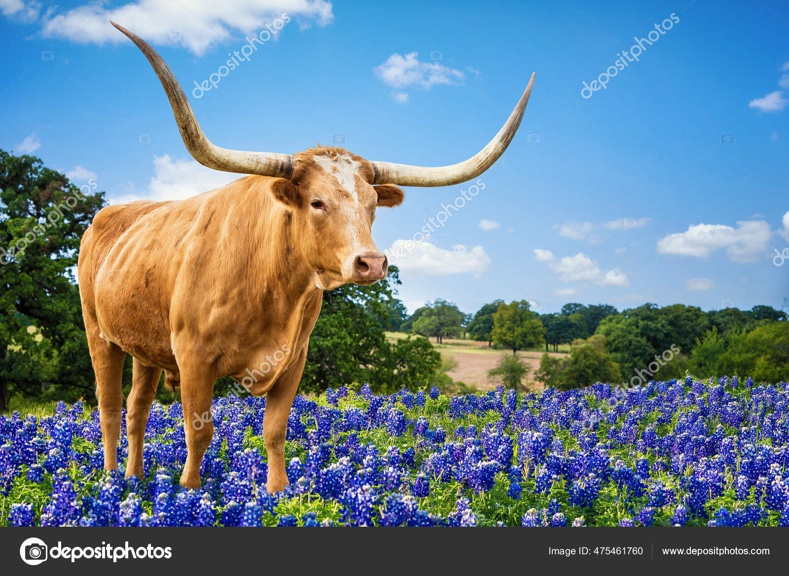 Texas Longhorn Standing Bluebonnets Spring Pasture Blue Sky White ...