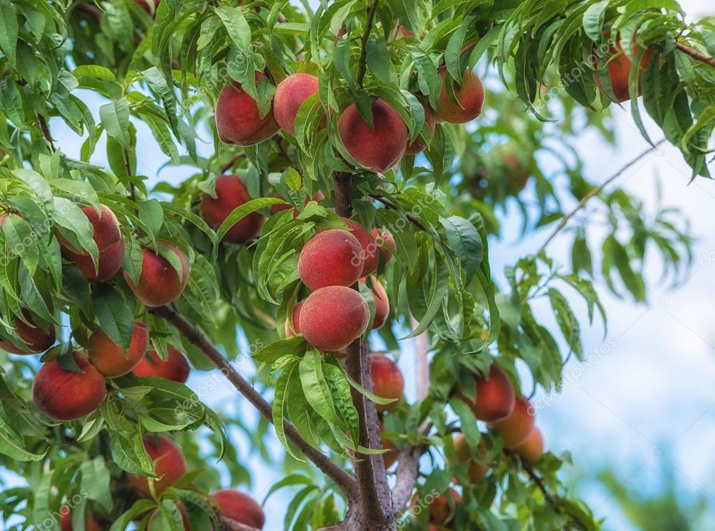 Frutos de pessegueiro — Fotografias de Stock © krisrobin #64030437
