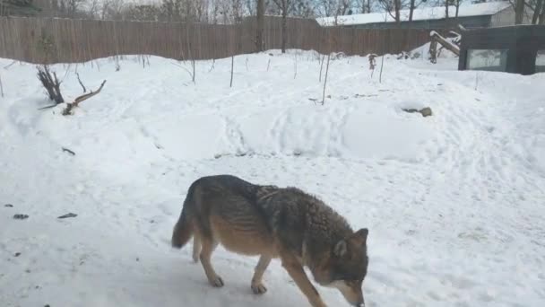 306 Stora vargen Videos, Royalty-free Stock Stora vargen Footage ...