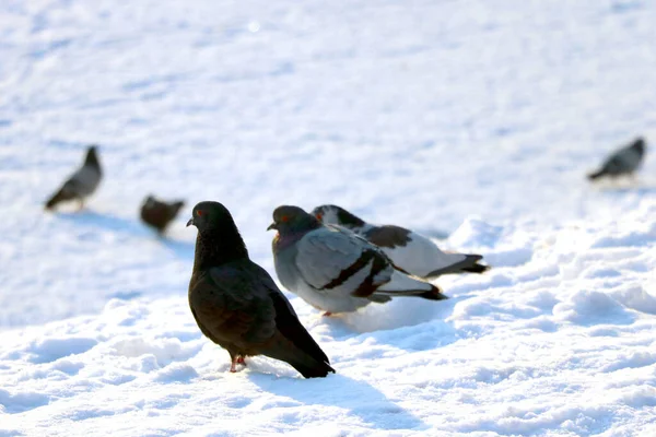Ice pigeons Stock Photos, Royalty Free Ice pigeons Images | Depositphotos