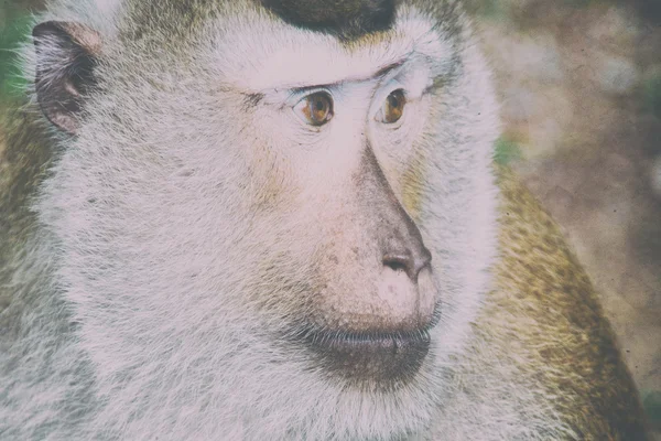 Big monkey Stock Photos, Royalty Free Big monkey Images | Depositphotos®