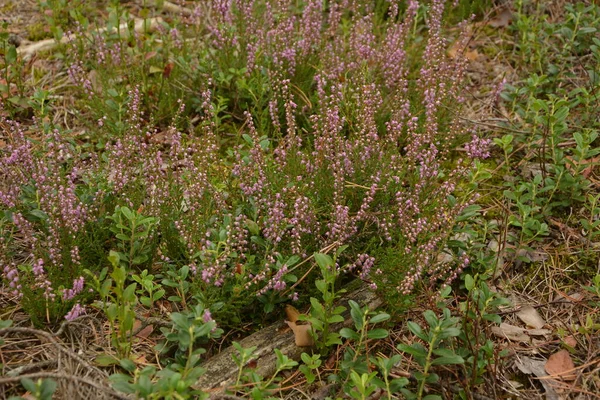 Tundra rostliny Stock Photos, Royalty Free Tundra rostliny Images ...