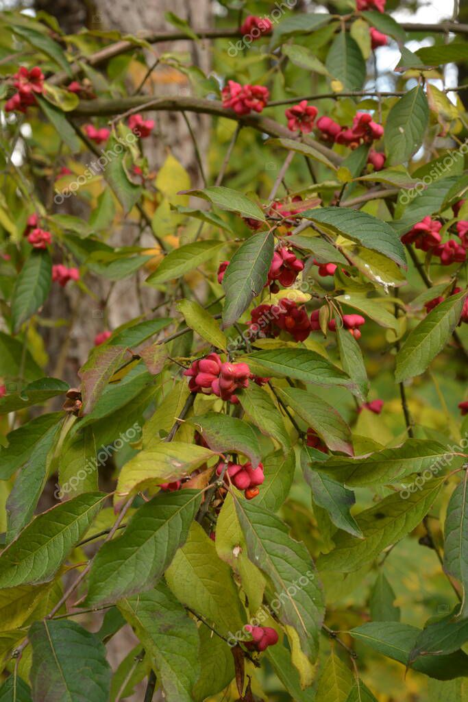 Euonymus europaeus, conocido como huso, y también como huso europeo y ...