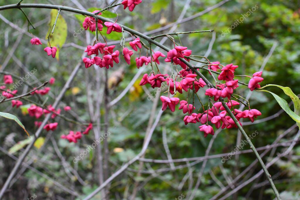Euonymus europaeus, conocido como huso, y también como huso europeo y ...