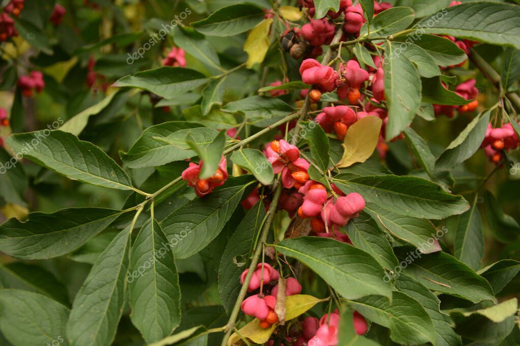 Euonymus europaeus, conocido como huso, y también como huso europeo y ...