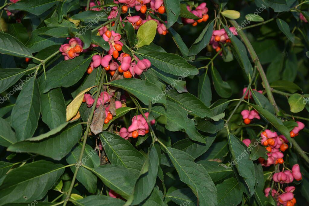 Euonymus europaeus, conocido como huso, y también como huso europeo y ...